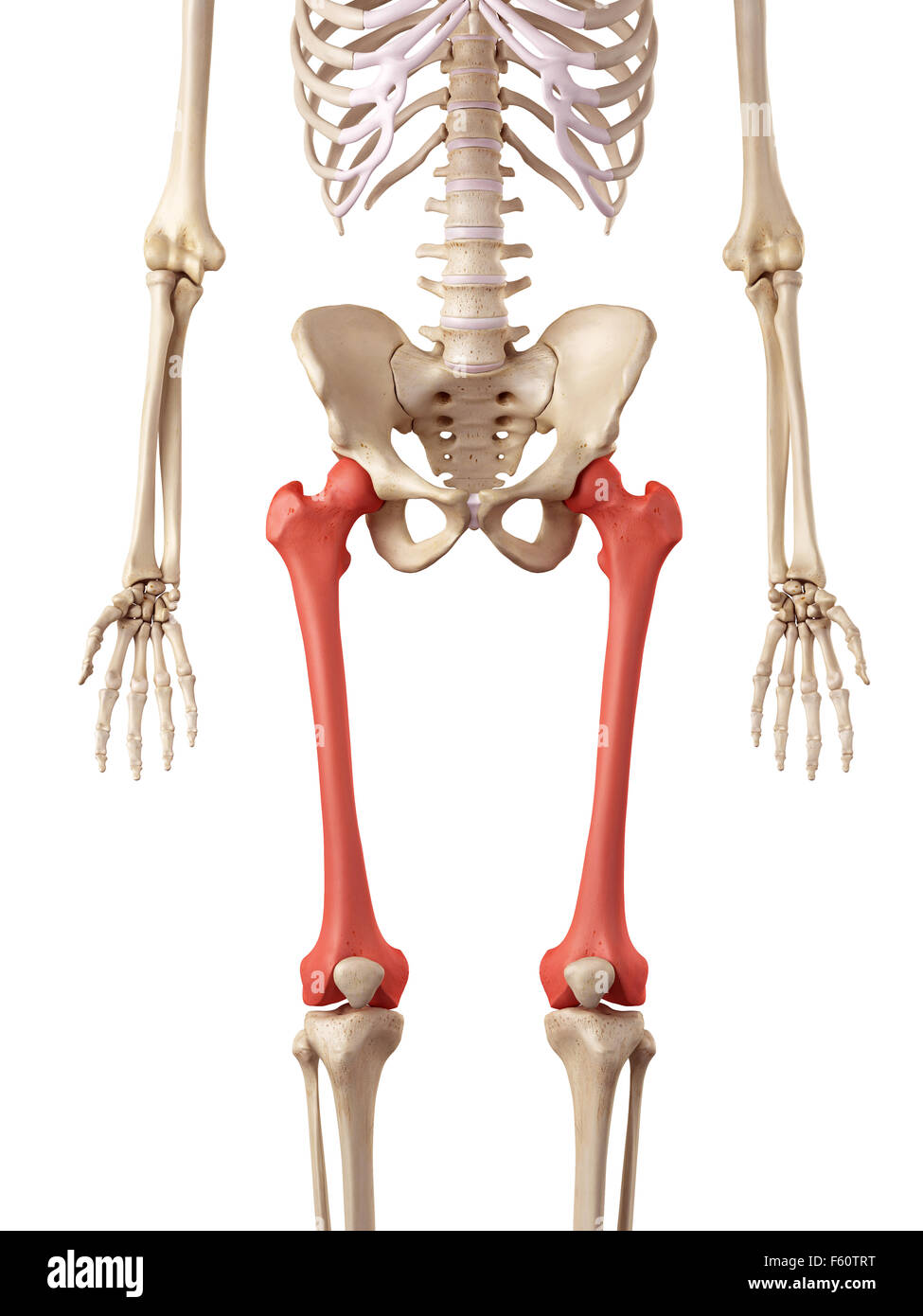 Anatomie osseuse du fémur Banque de photographies et d’images à haute ...