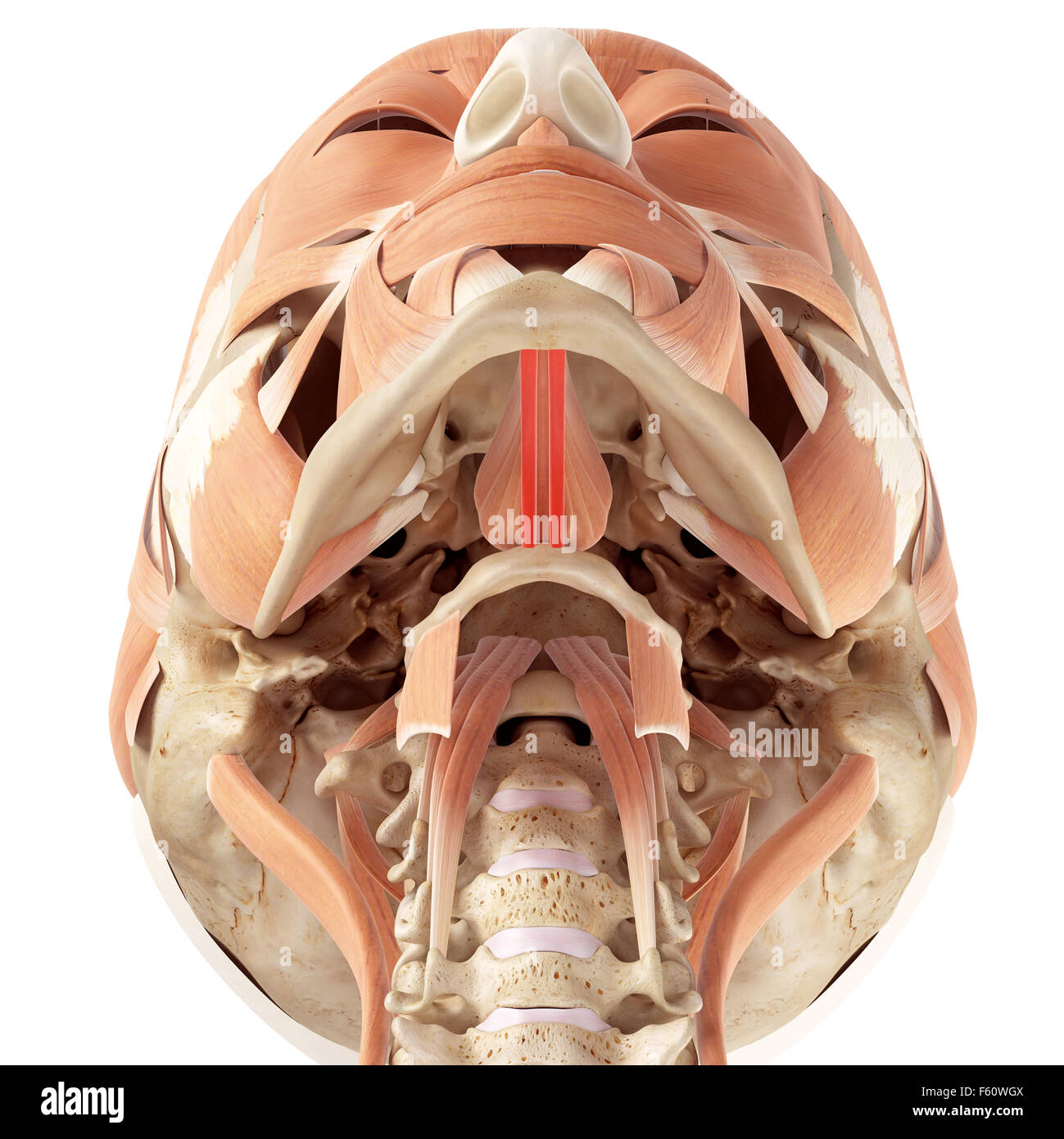 Geniohyoid muscle Banque de photographies et d’images à haute ...