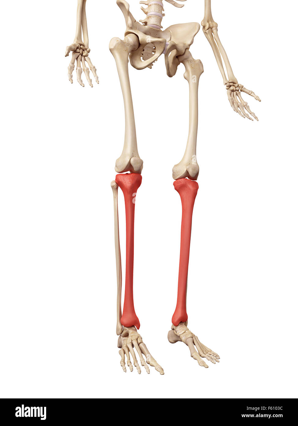 Anatomie osseuse du tibia Banque de photographies et d’images à haute ...
