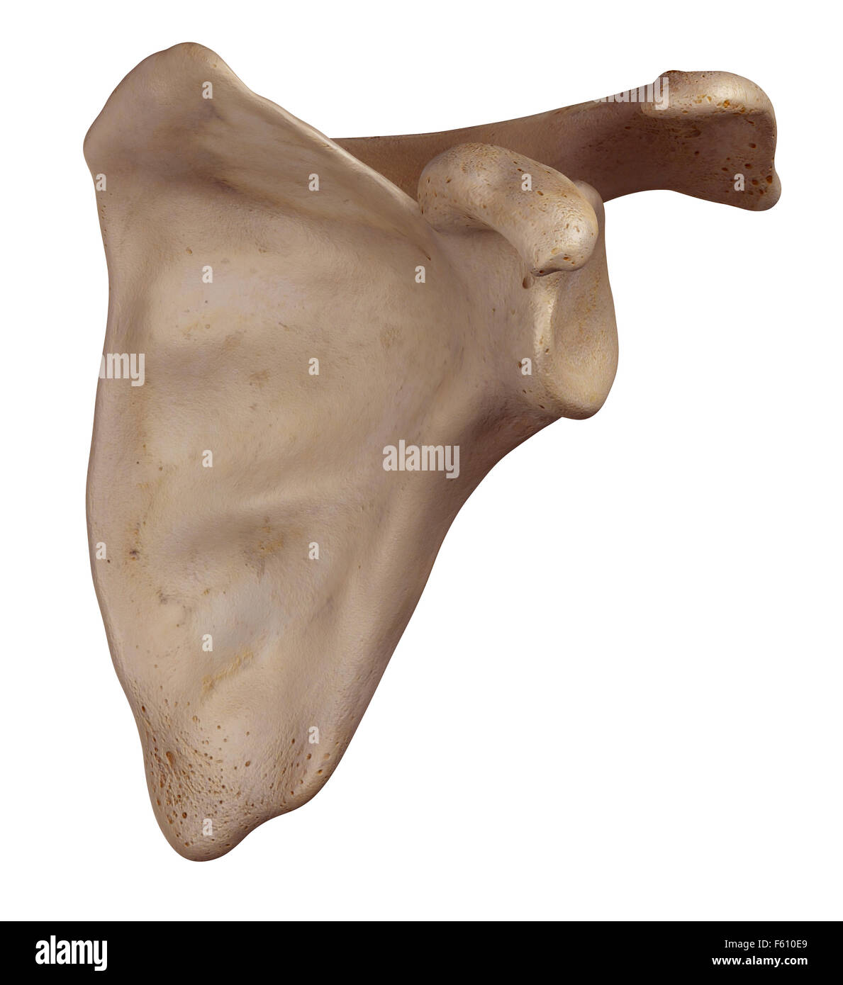 Anatomie de l'omoplate Banque de photographies et d’images à haute ...