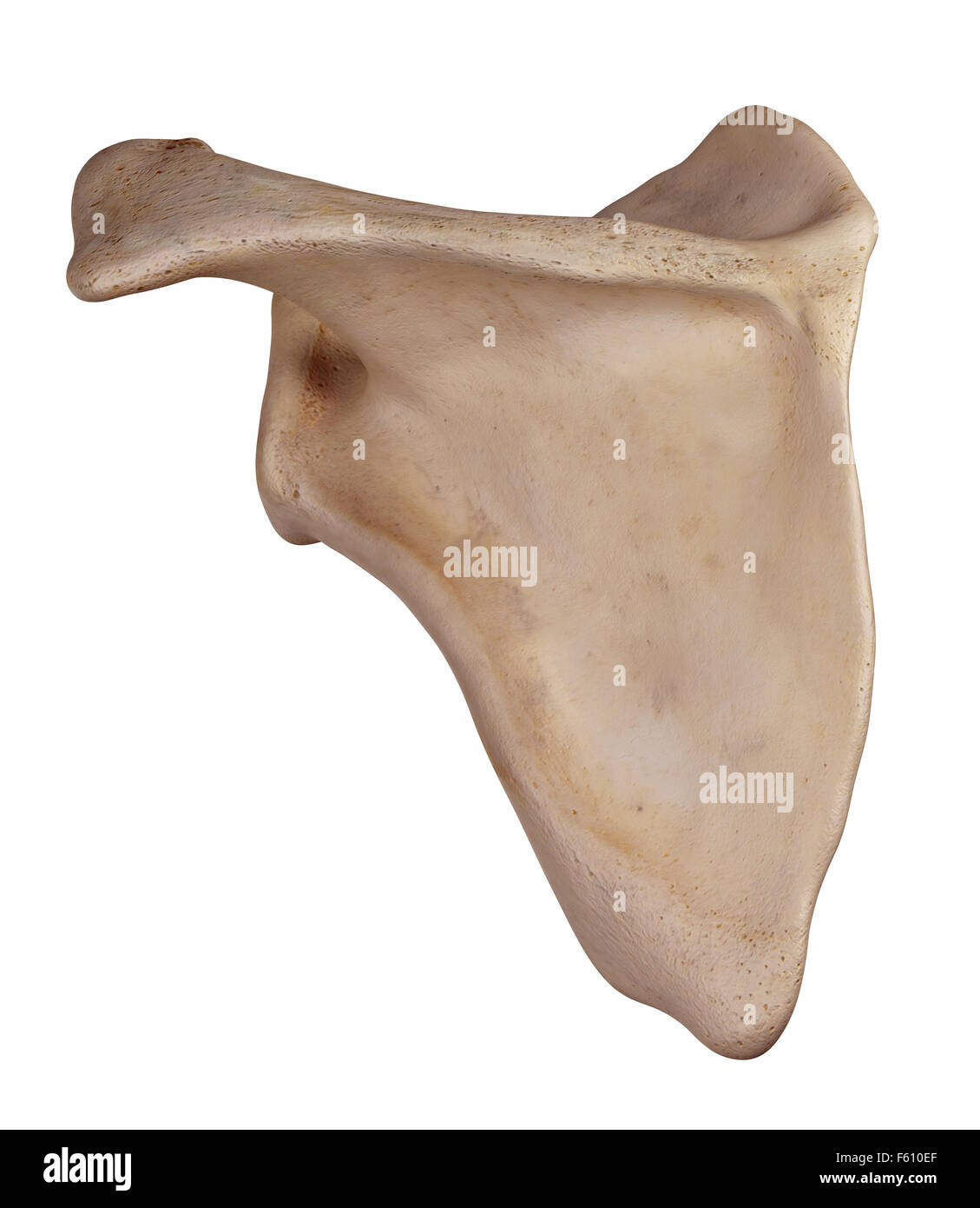 Anatomie de l'omoplate Banque de photographies et d’images à haute ...
