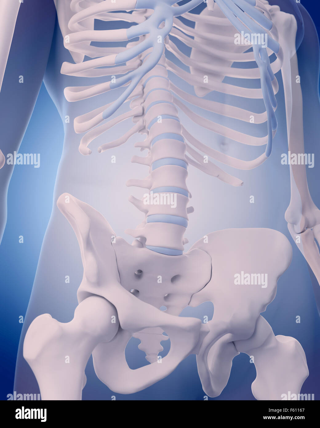 Anatomie du bassin humain Banque de photographies et d’images à haute ...