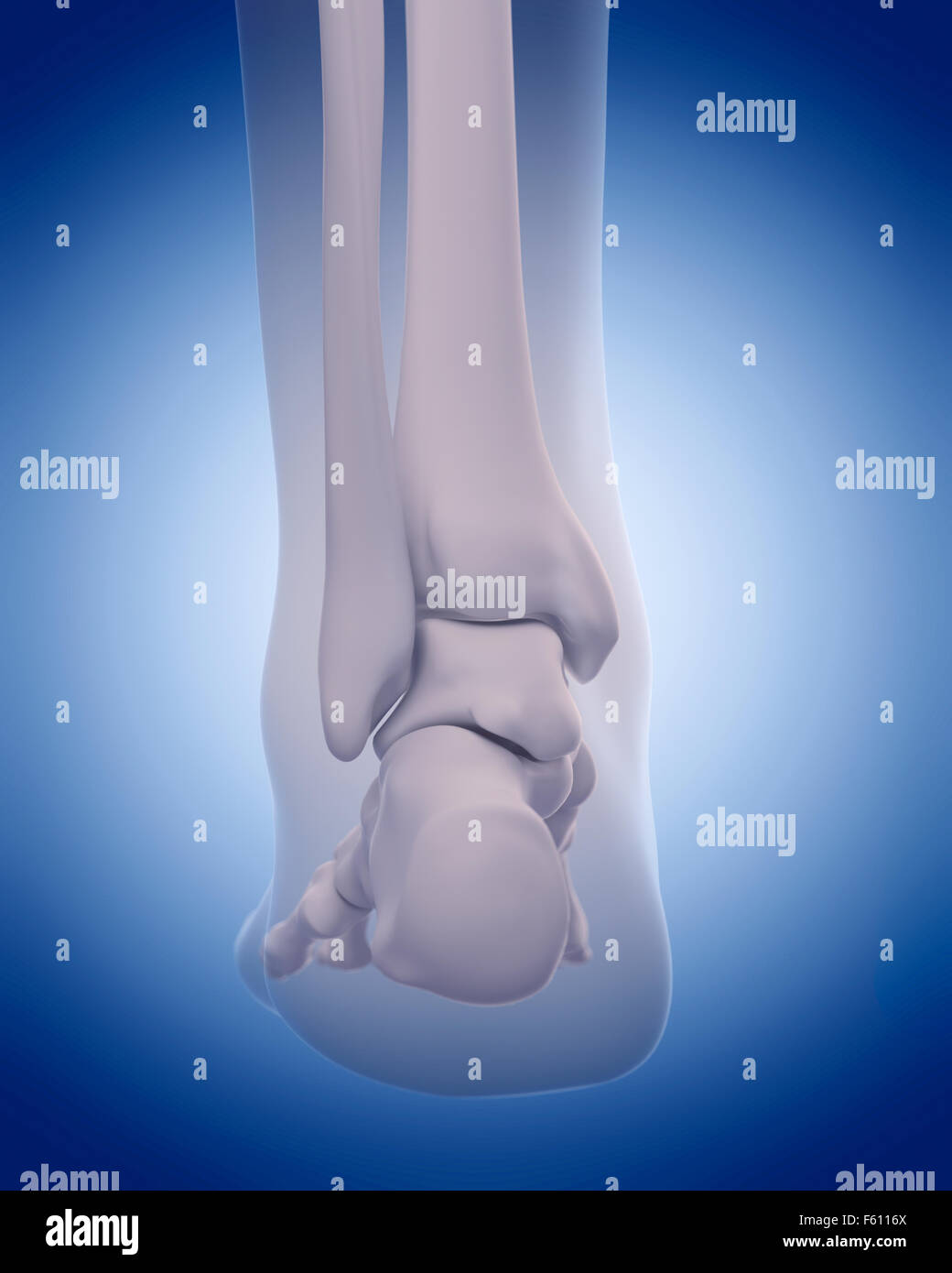 Précis - illustration médicale os du pied Photo Stock - Alamy