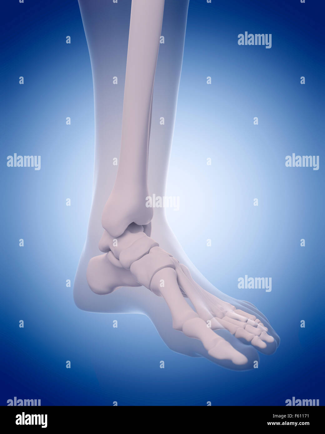 Précis - illustration médicale os du pied Photo Stock - Alamy