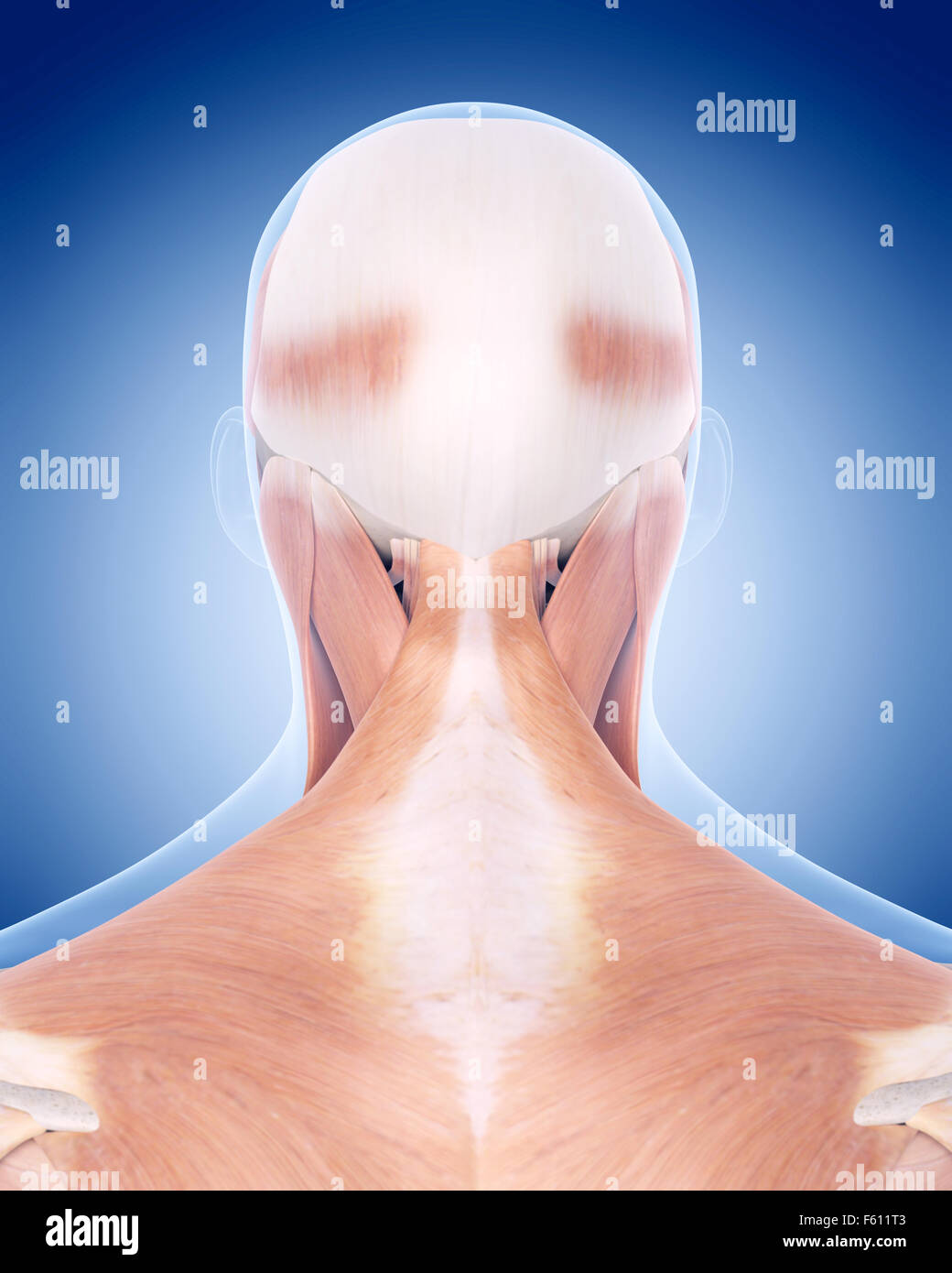 Muscles du cou humain Banque de photographies et d’images à haute ...