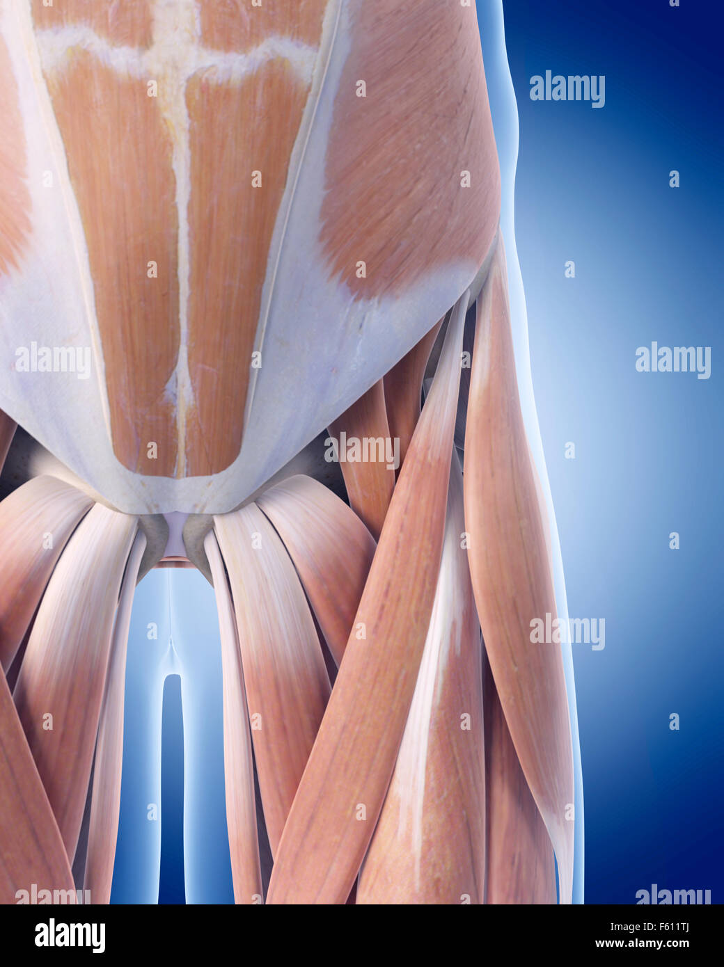 Anatomie pelvienne masculine Banque de photographies et d’images à ...
