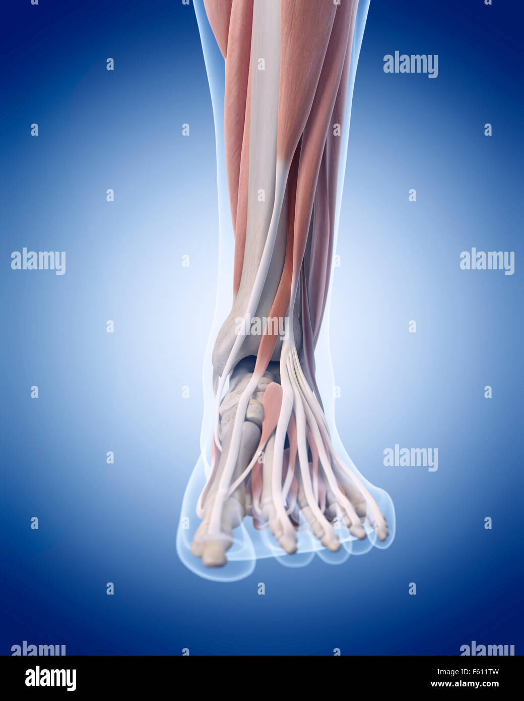 Muscles du pied Banque de photographies et d’images à haute résolution ...