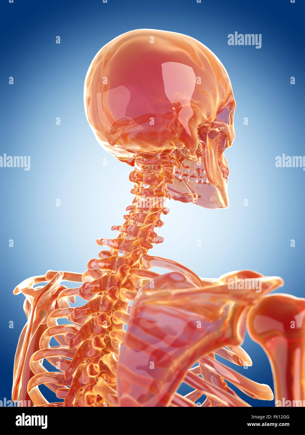 Squelette de verre illustration - le rachis cervical Photo Stock - Alamy