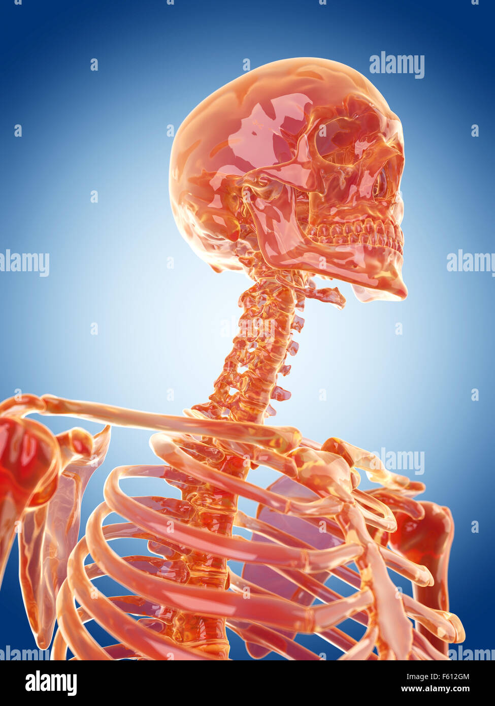 Squelette de verre illustration - le rachis cervical Photo Stock - Alamy