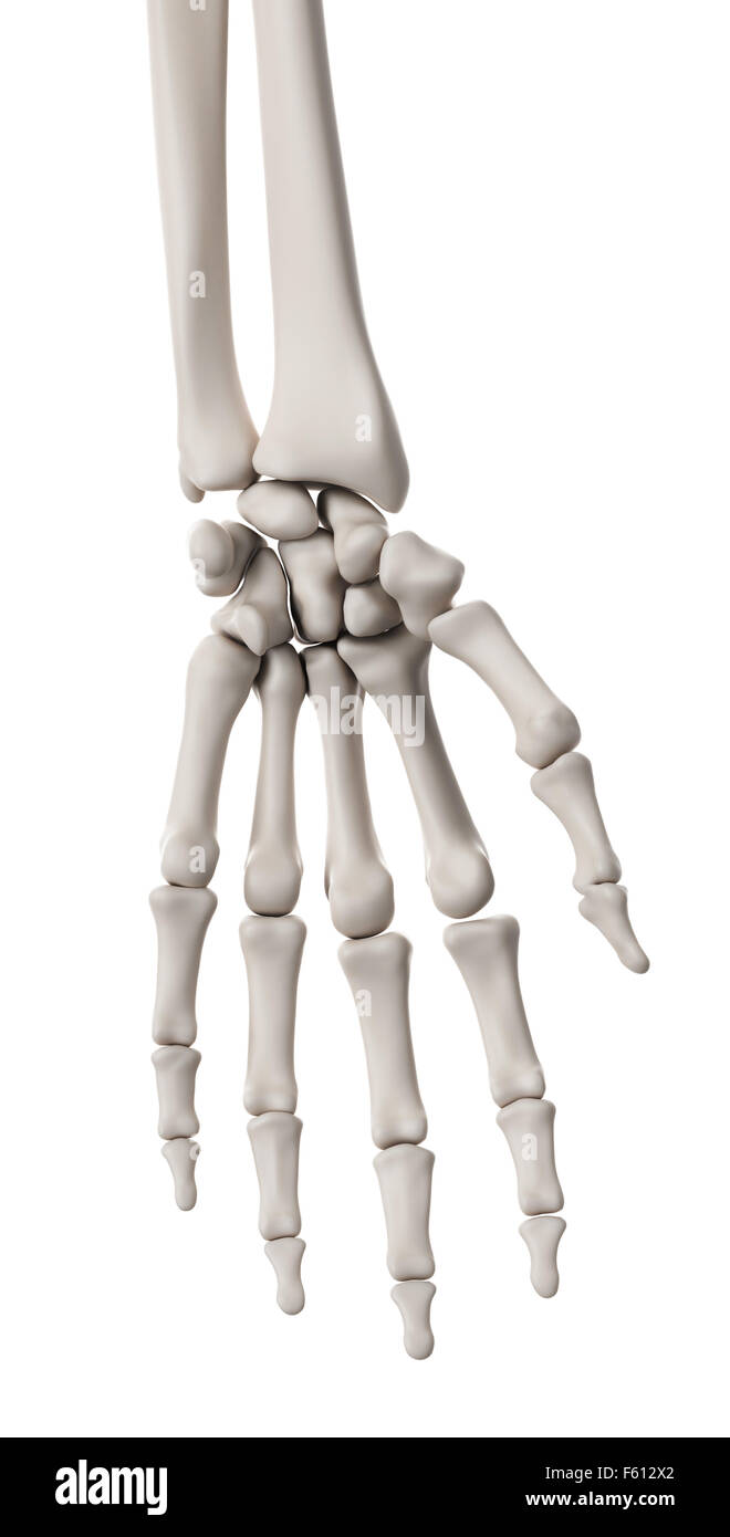 Système squelettique Banque de photographies et d’images à haute ...