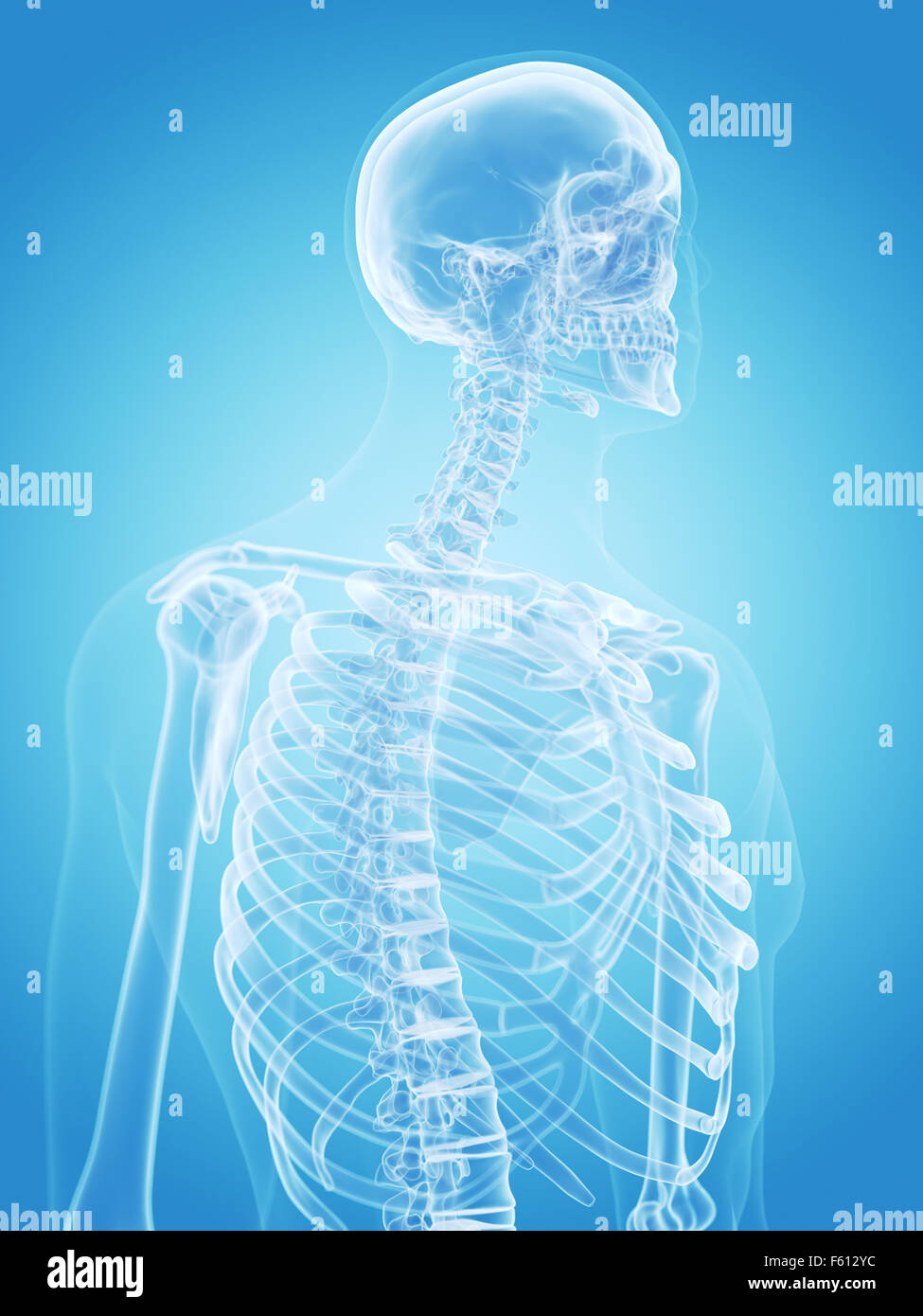 Anatomie du thorax humain Banque de photographies et d’images à haute ...