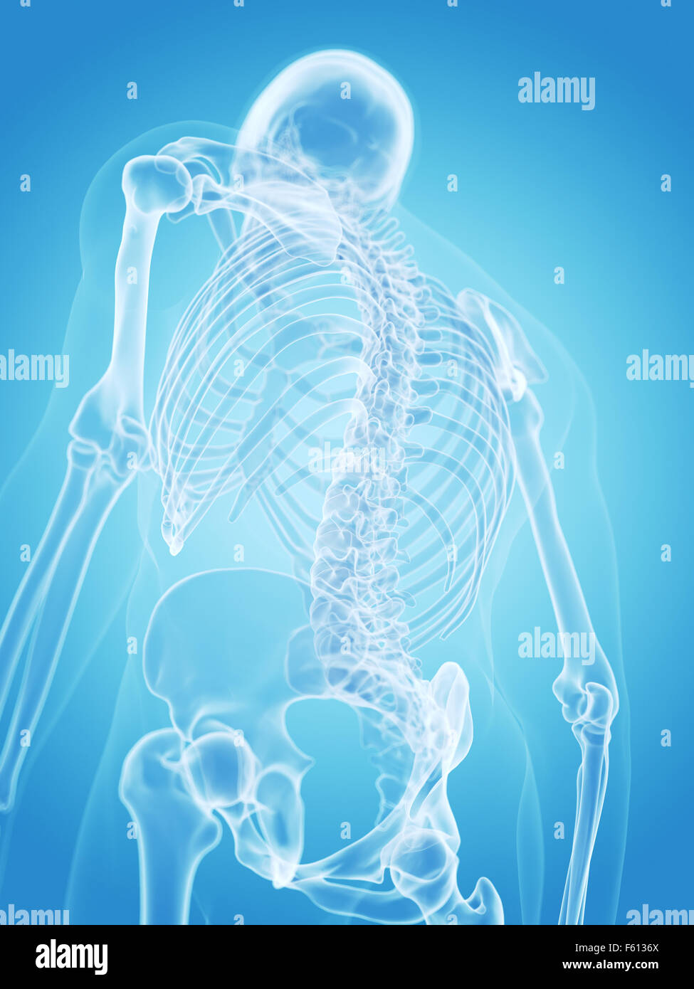 Anatomie du dos humain Banque de photographies et d’images à haute ...