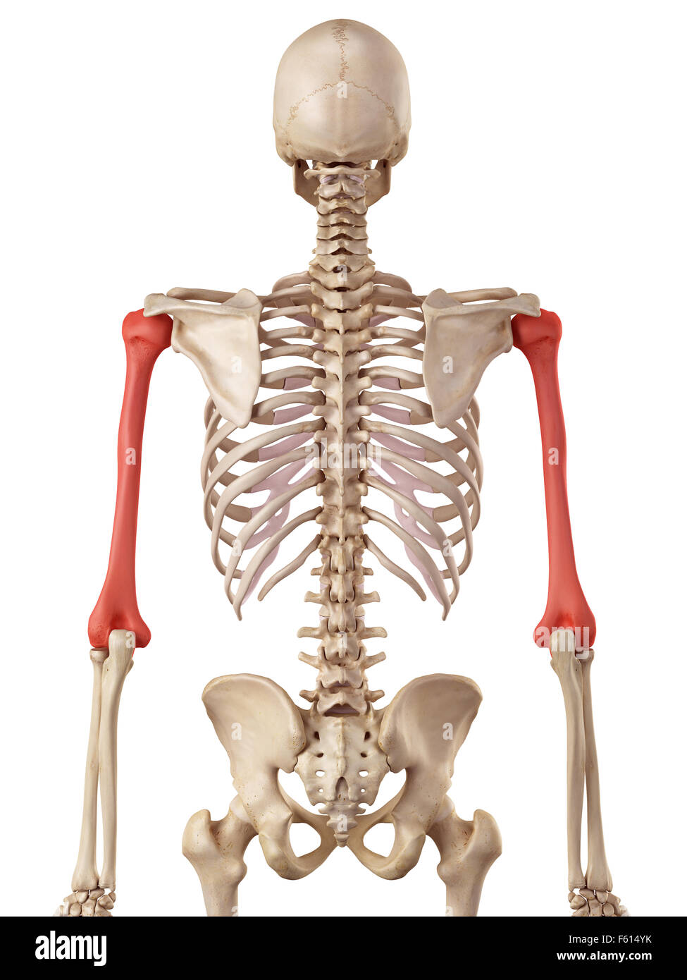 Précis de médecine illustration de l'humérus Photo Stock - Alamy