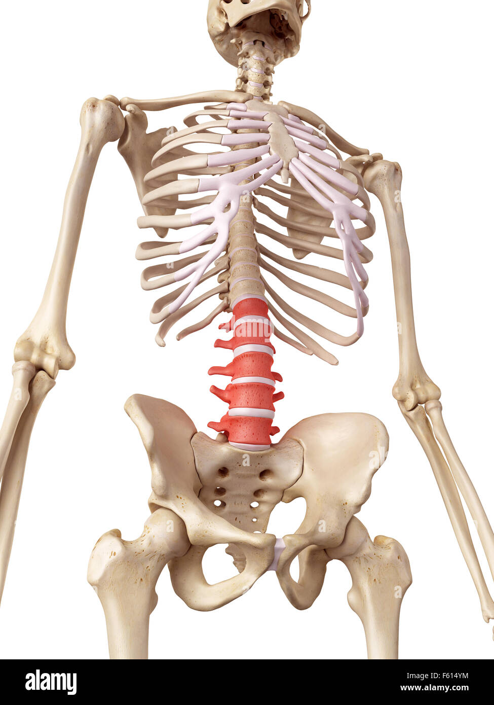 Anatomie de la colonne lombaire Banque de photographies et d’images à ...