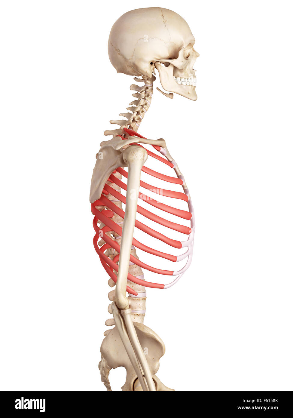 Anatomie de la cage thoracique Banque de photographies et d’images à ...