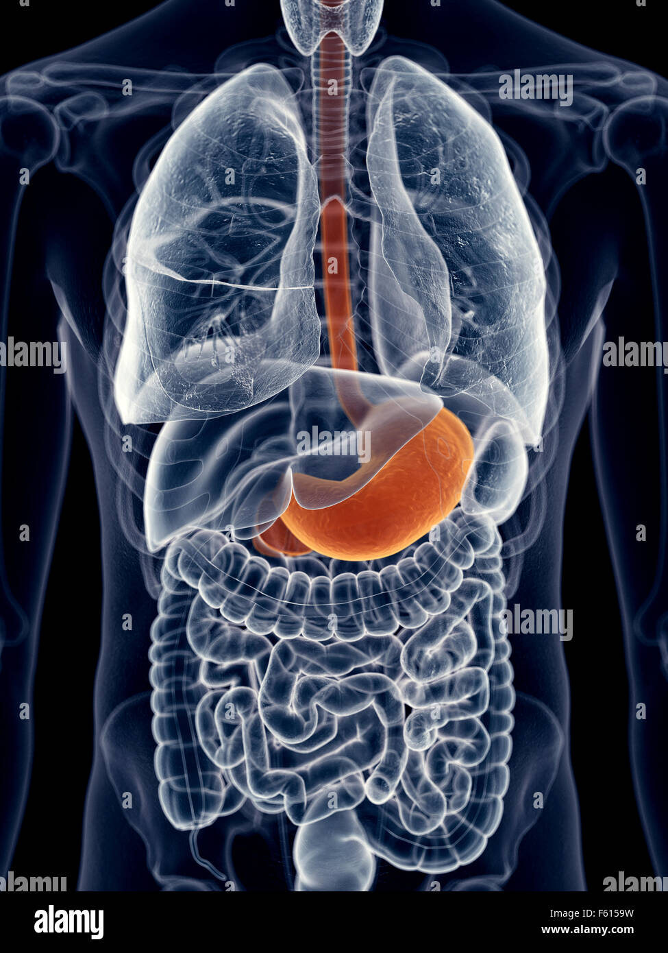 Oesophage et estomac humains Banque de photographies et d’images à ...