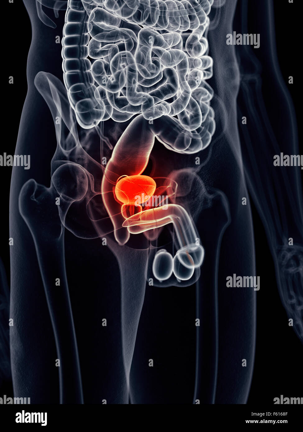 Anatomie De La Vessie Banque De Photographies Et Dimages à Haute