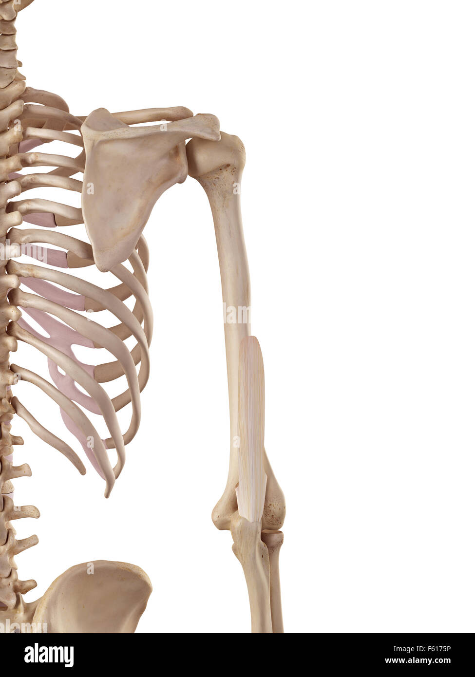 Tendon du bras Banque de photographies et d’images à haute résolution ...