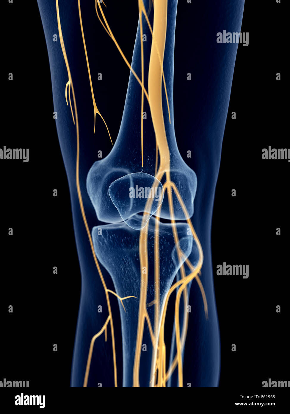 Illustration de l'exacte médicalement les nerfs du genou Photo Stock ...