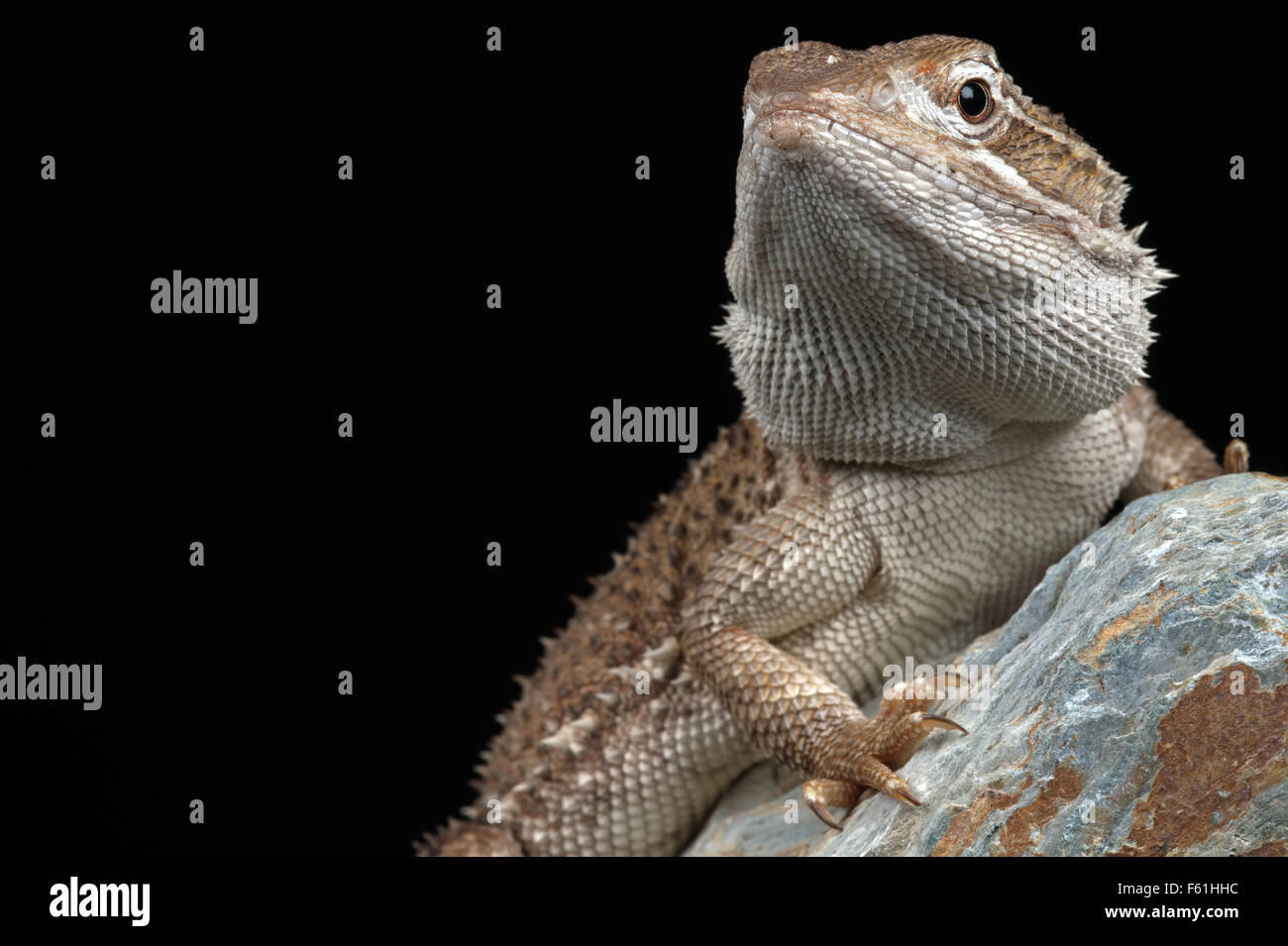 Lézard dragon de rankins Banque de photographies et d’images à haute ...