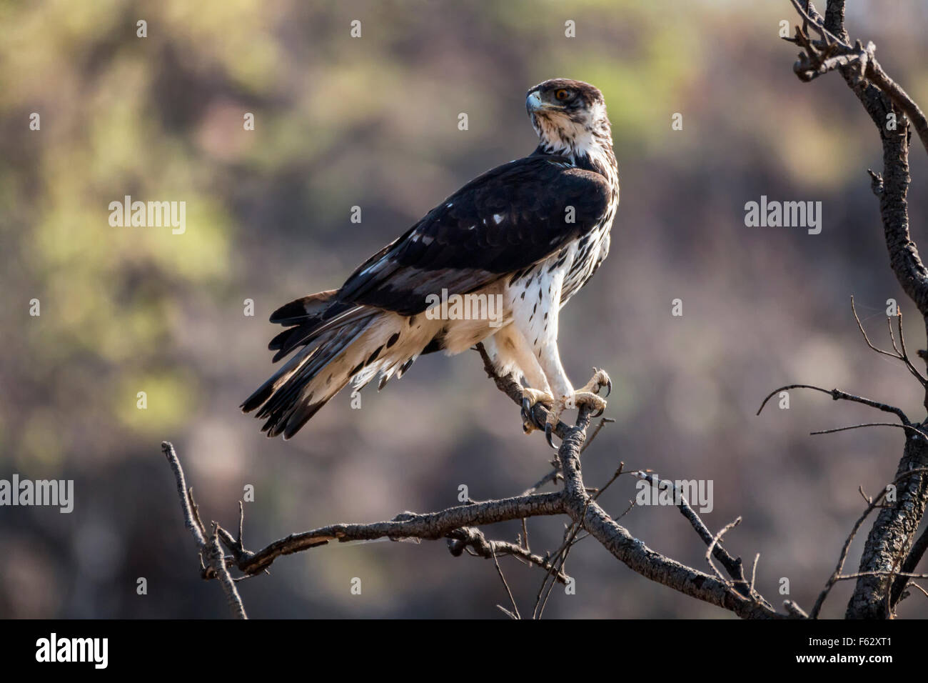 African hawk eagle Banque de photographies et d’images à haute ...