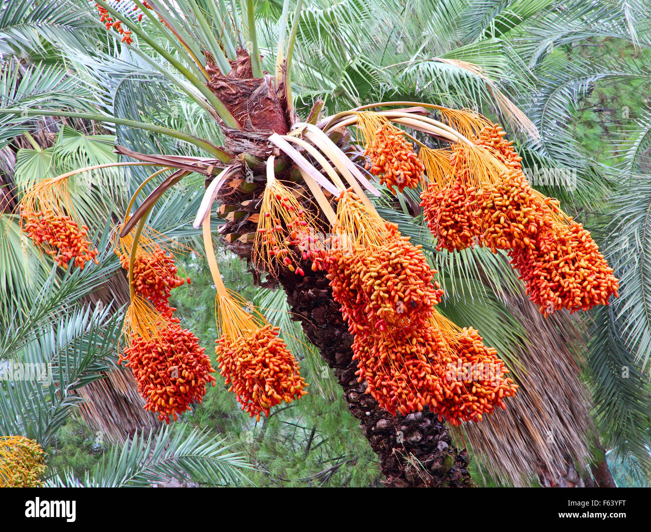 Arbre de dattes avec des fruits Banque de photographies et d’images à ...