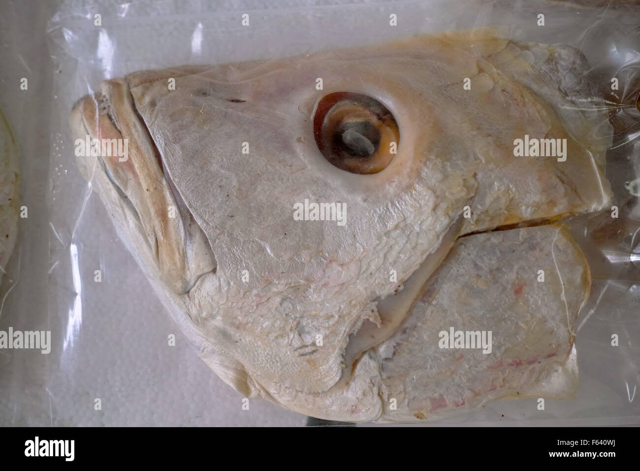 Dried fish head Banque de photographies et d’images à haute résolution ...