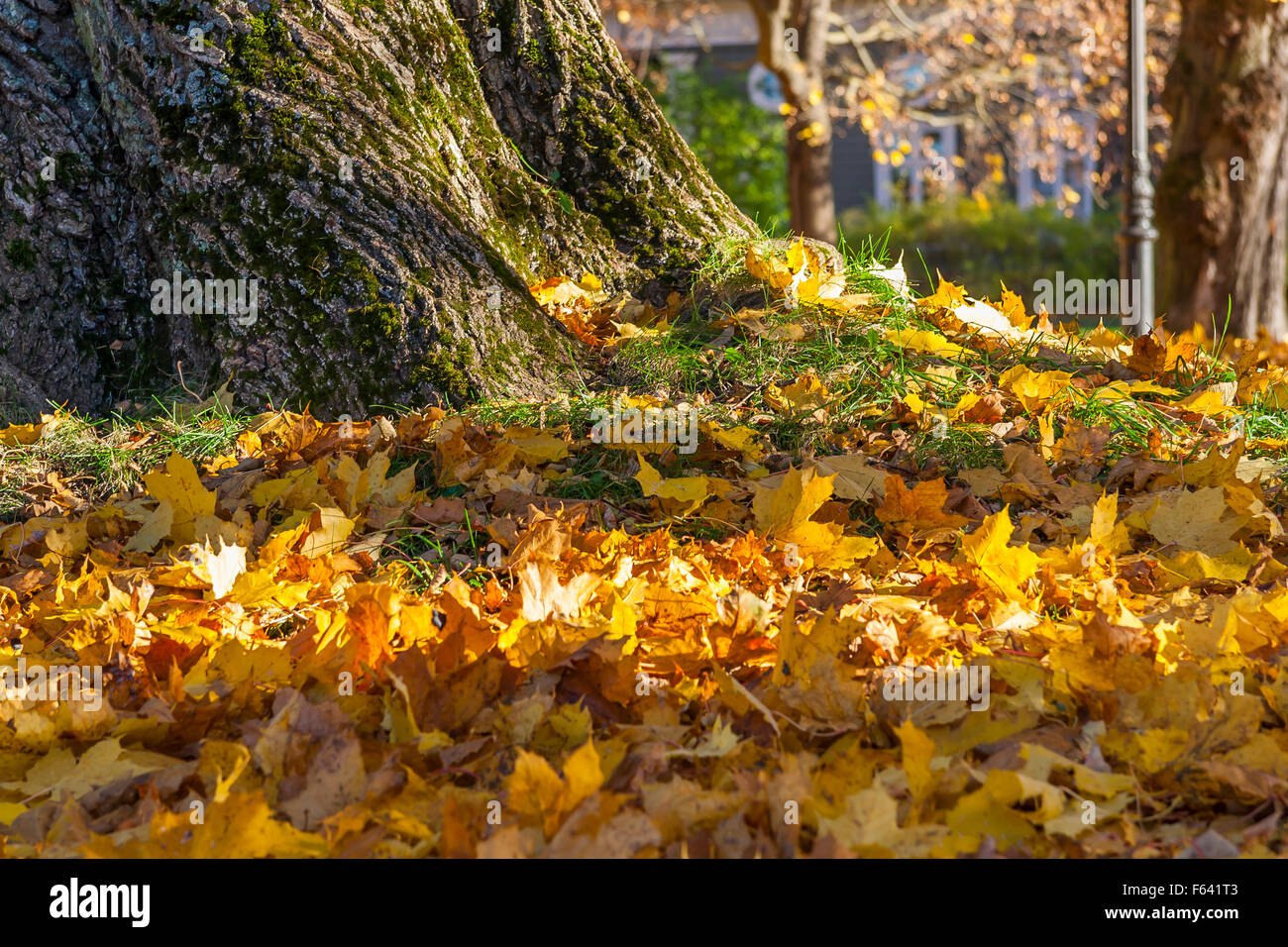 Feuilles tombantes Banque de photographies et d’images à haute ...