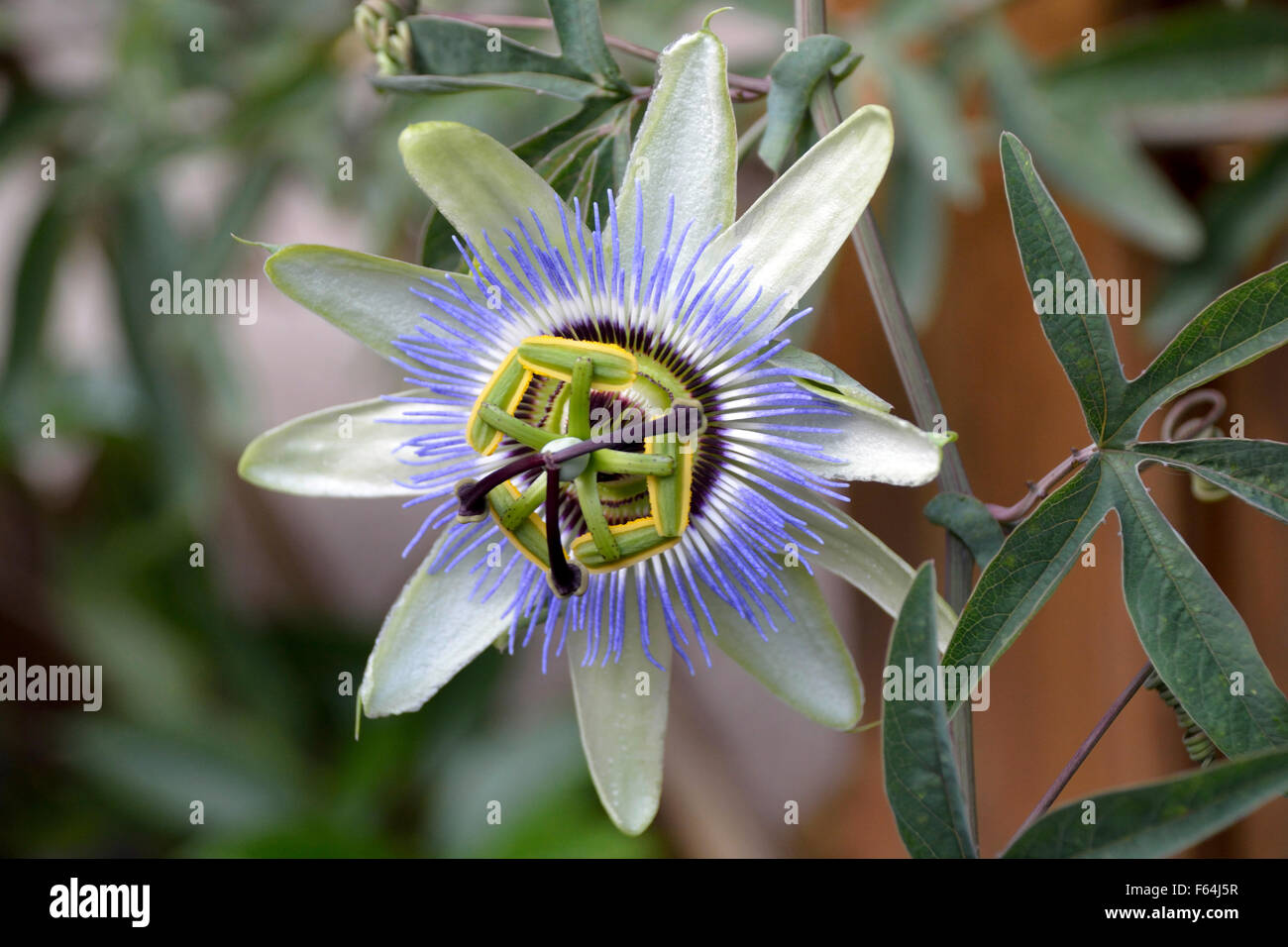 Fleur de pasion Banque de photographies et d’images à haute résolution ...