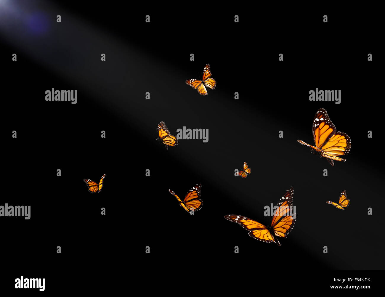 Monarch migration Banque de photographies et d’images à haute ...