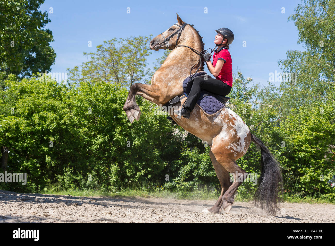 Appaloosa. Dun-spotted leopard cheval cabré avec cavalier. La Suisse ...