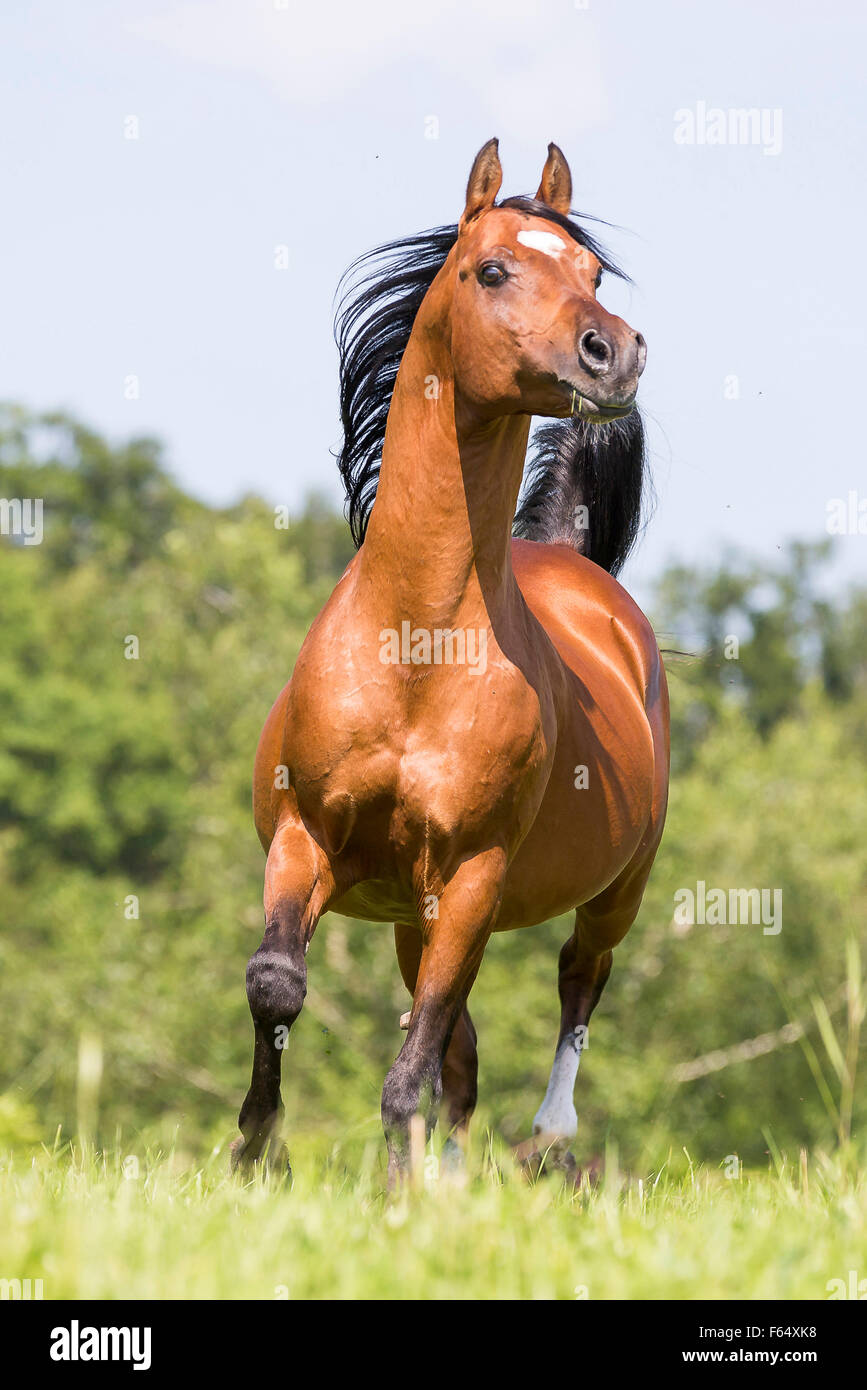 Cheval Arabe, Cheval Arabe. Étalon baie sur un pâturage galopante. La ...