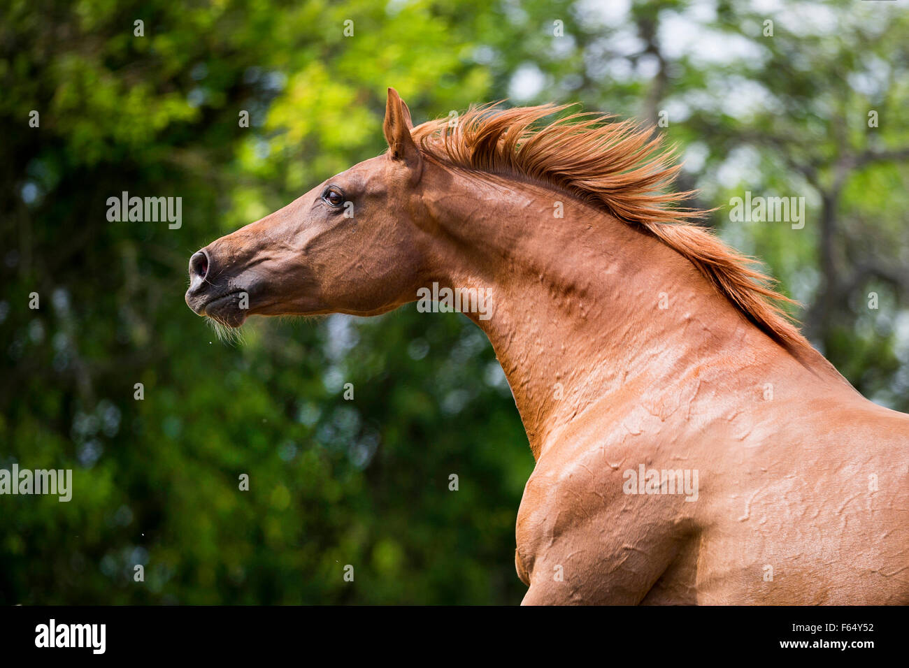 Warmblood de Hesse. Portrait de jument alezane avec mane qui coule ...