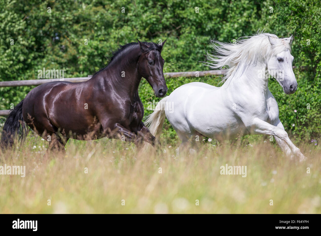 Cheval Espagnol pur, andalou. L'étalon noir et blanc sur un pâturage ...