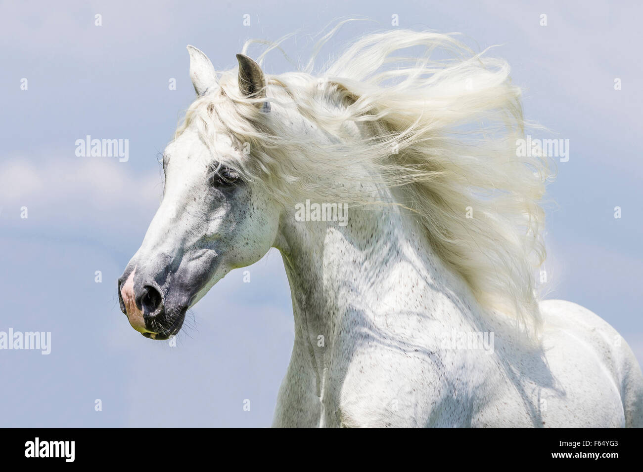 Cheval Espagnol pur, andalou. Portrait de l'étalon gris avec mane qui ...