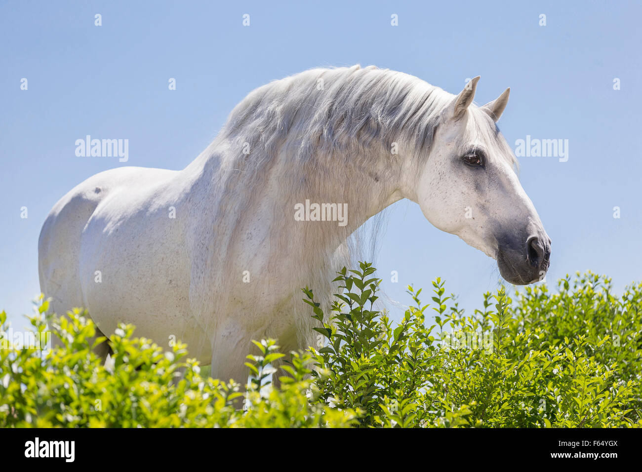 Cheval Espagnol pur, andalou. Plus d'un étalon gris à la haie ...