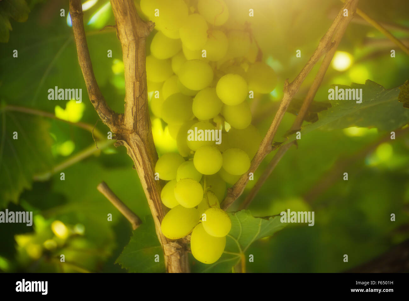 Raisin vert Banque de photographies et d’images à haute résolution - Alamy