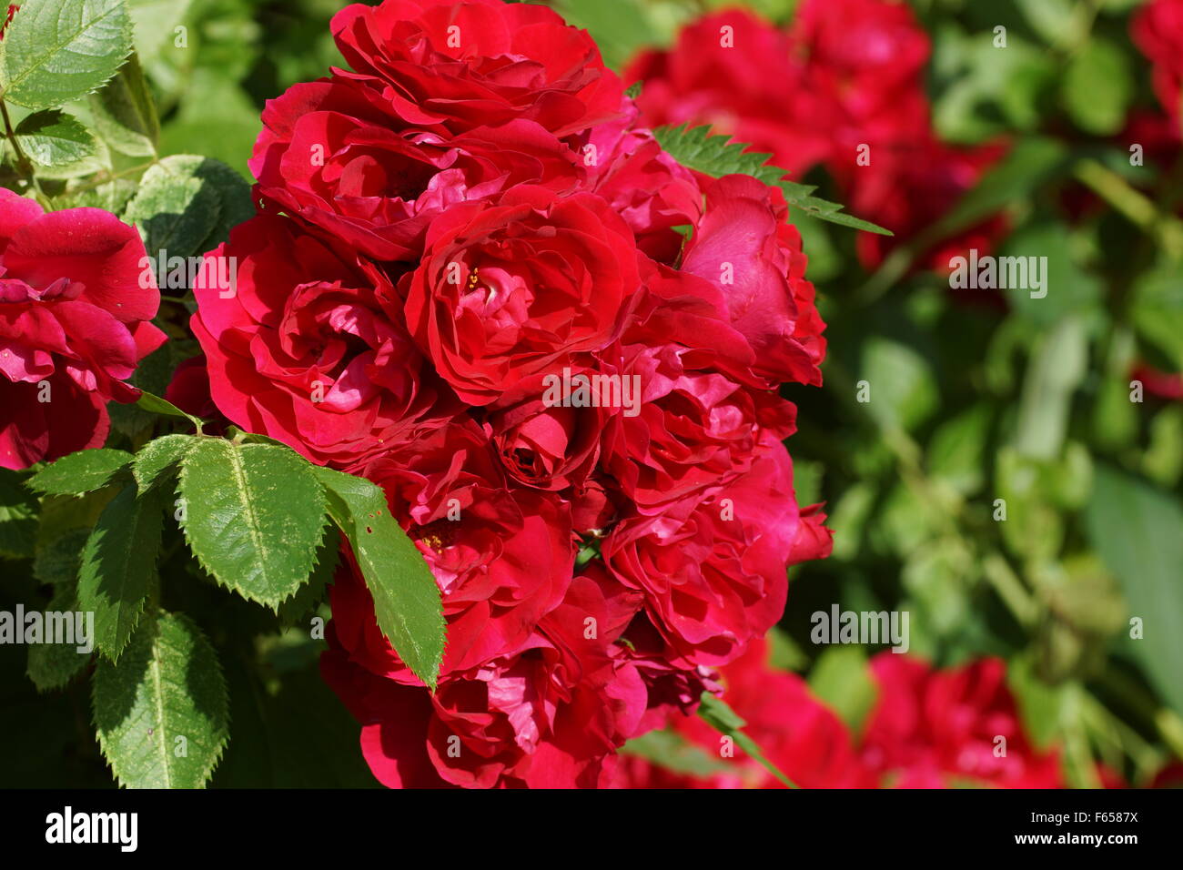 Roses de jardin rouges Banque de photographies et d’images à haute ...