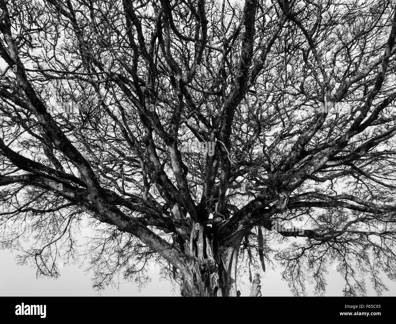Arbre Noir Et Blanc Banque d'image et photos - Alamy