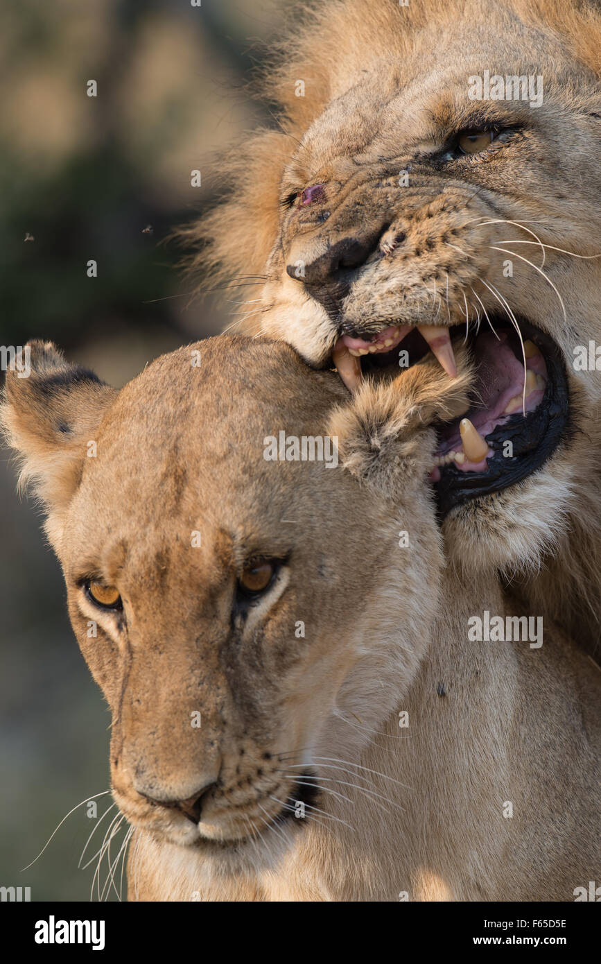 Accouplement de lions Banque de photographies et d’images à haute ...