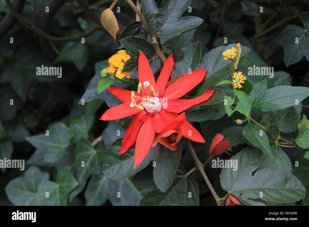 Fleur de la passion rouge Banque de photographies et d’images à haute ...