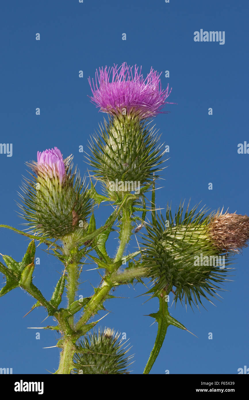 Cirse commun Banque de photographies et d’images à haute résolution - Alamy