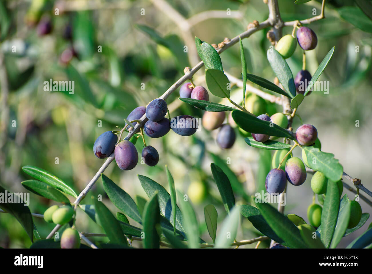 Arbre généalogique olive avec des fruits Photo Stock - Alamy