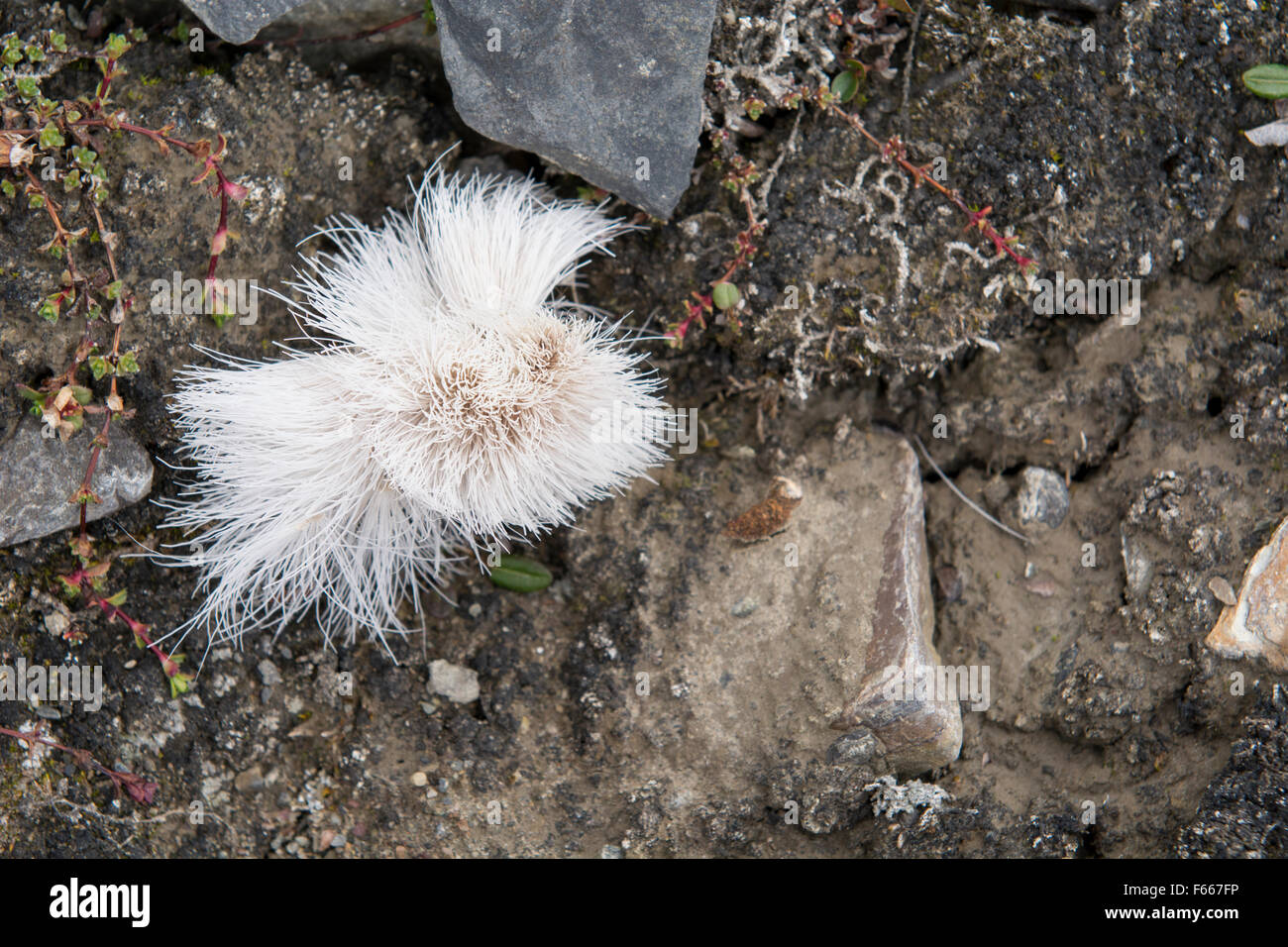 La Norvège, Svalbard, Spitzberg, Fakse Bay (Faksevagen). Touffe de ...