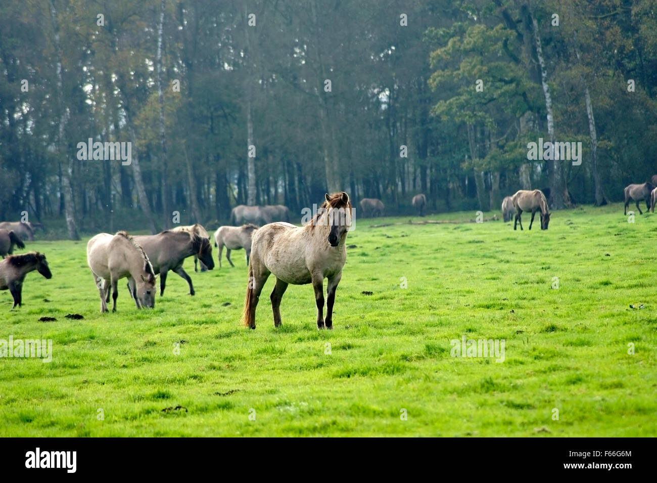 étalon sauvage Banque de photographies et d’images à haute résolution ...