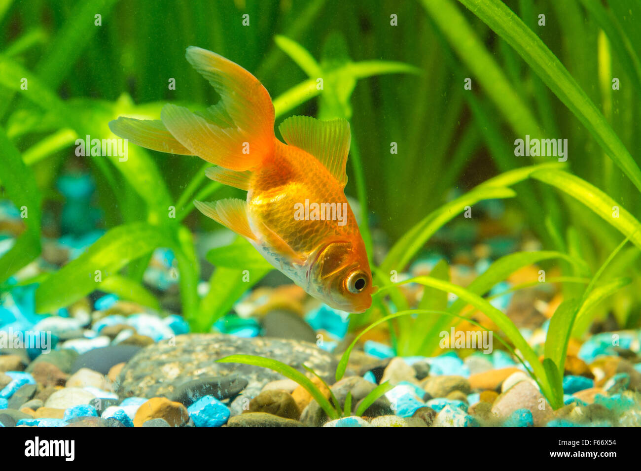 Vue d'un poisson rouge dans un aquarium d'eau douce accueil Photo Stock ...