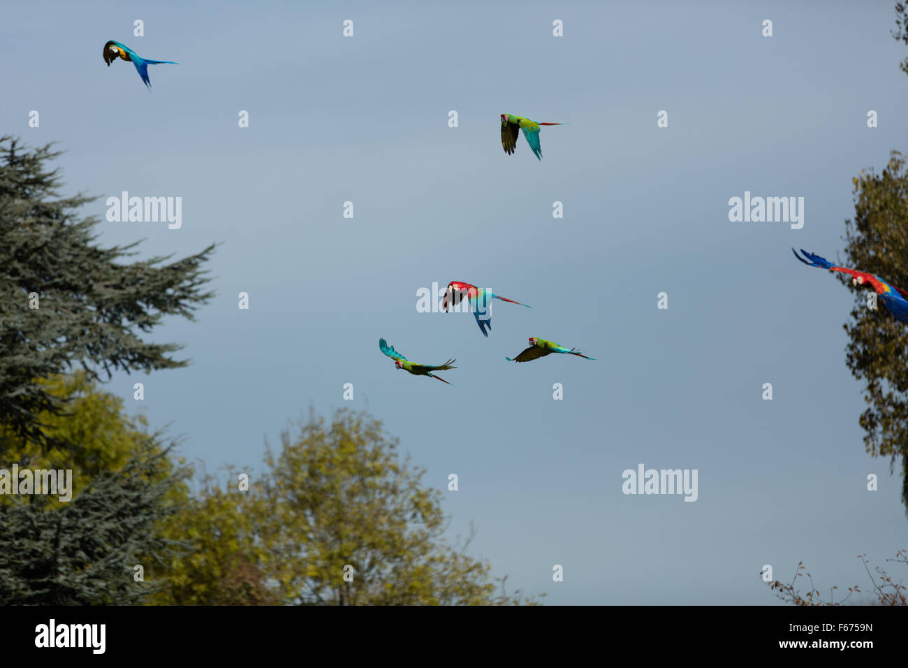 Perroquets en vol Banque de photographies et d’images à haute ...