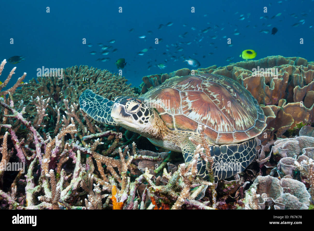 Tortue verte, Chelonia mydas, le Parc National de Komodo, Indonésie ...