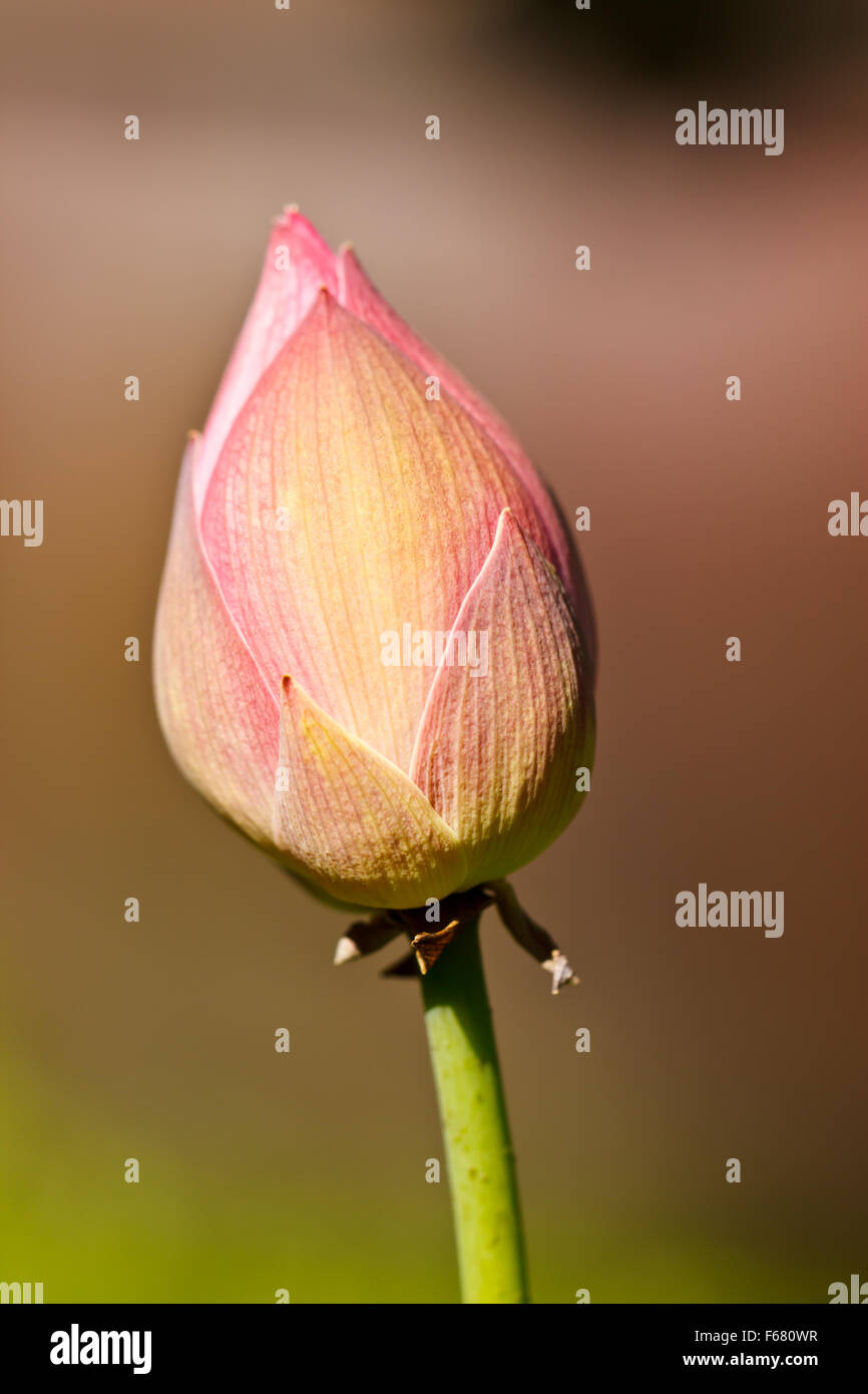 White lotus rose Banque de photographies et d’images à haute résolution ...