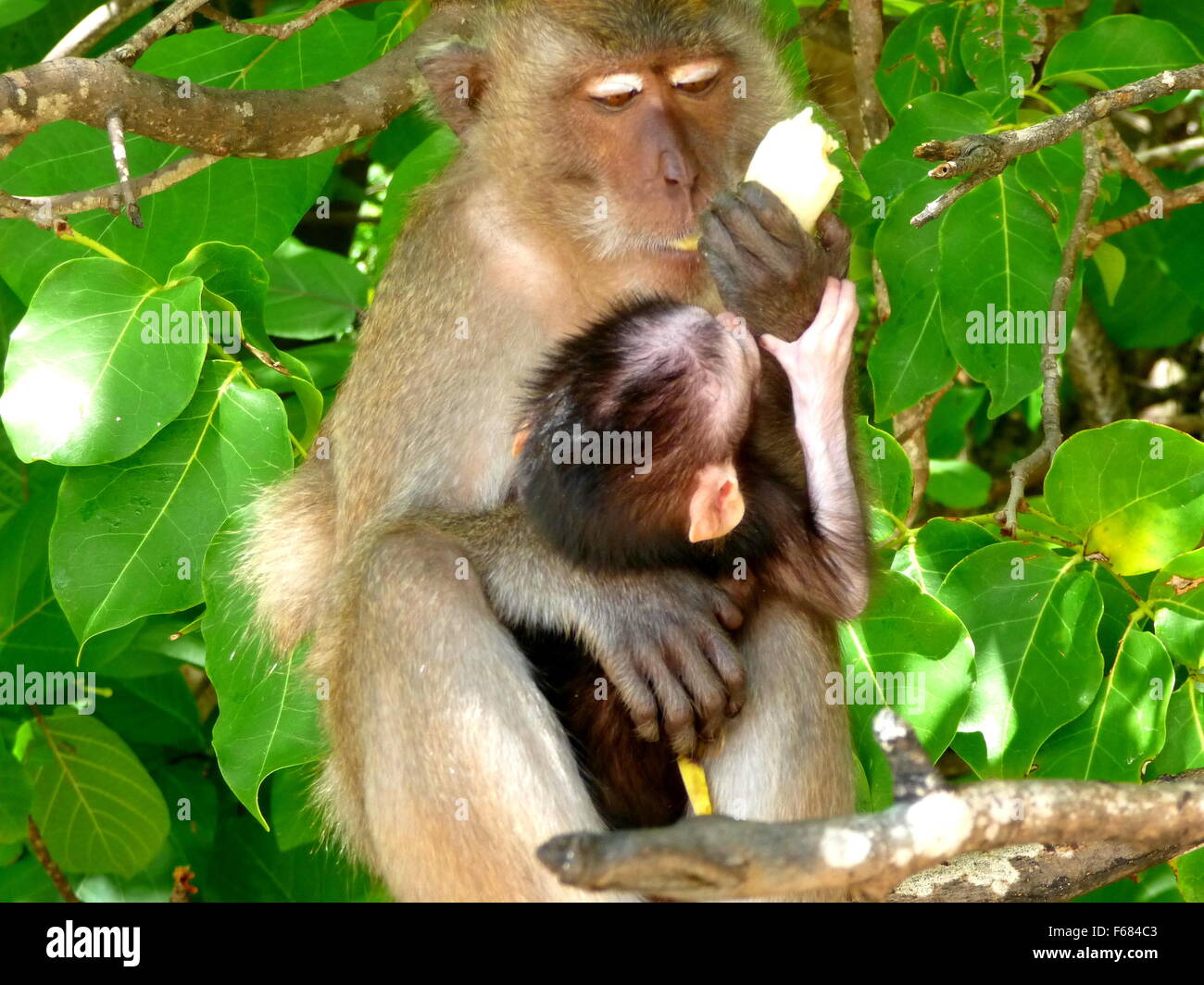 Baby macaque Banque de photographies et d’images à haute résolution - Alamy
